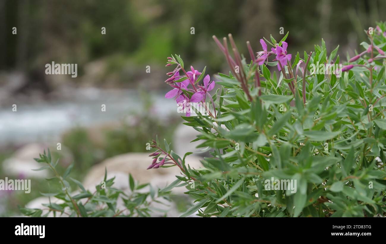Banff national park flowers hi-res stock photography and images - Alamy