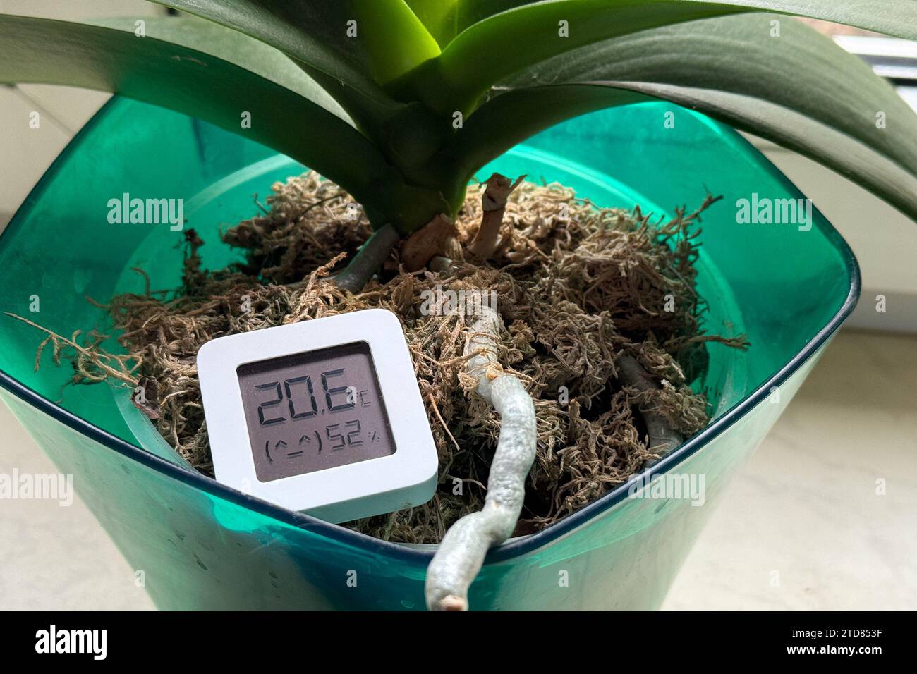 Hygrometer and orchid. The hygrometer displays humidity and temperature ...