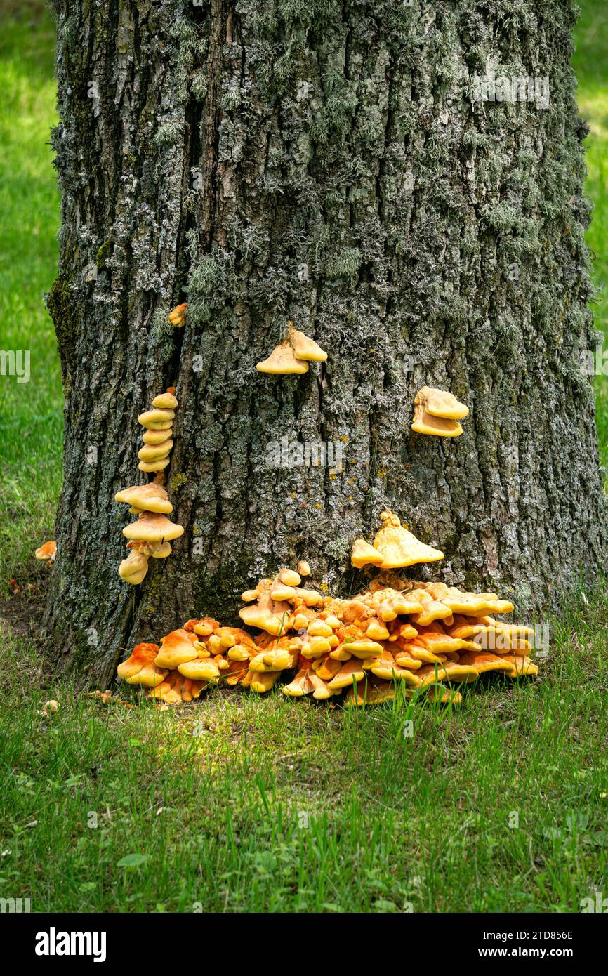 A huge mushroom, a sulfur-yellow tinder fungus, on the trunk of a large ...