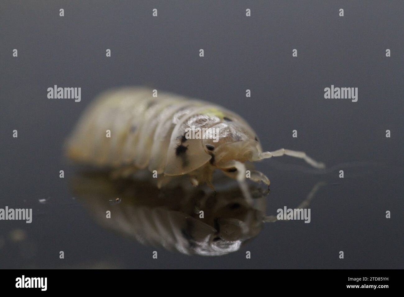 isopods woodlouse pill bugs armadillidium vulgare magic potion Stock ...