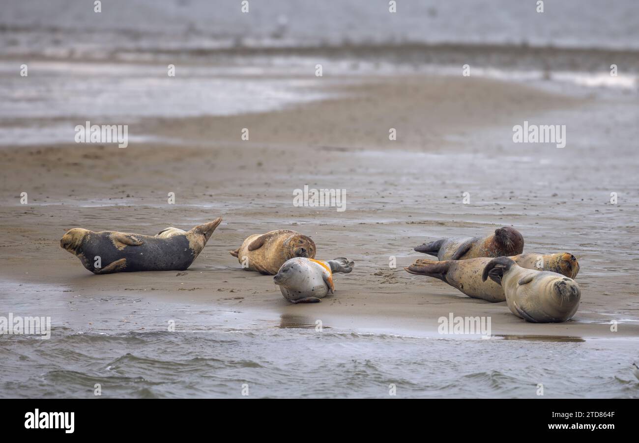 Fano denmark seals hi-res stock photography and images - Alamy