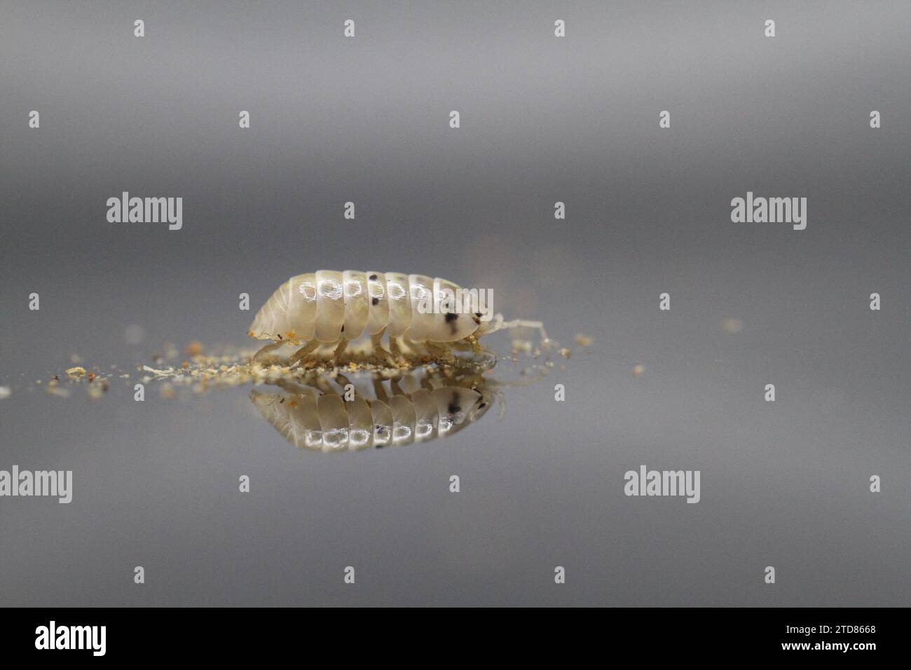 isopods woodlouse pill bugs armadillidium vulgare magic potion Stock ...