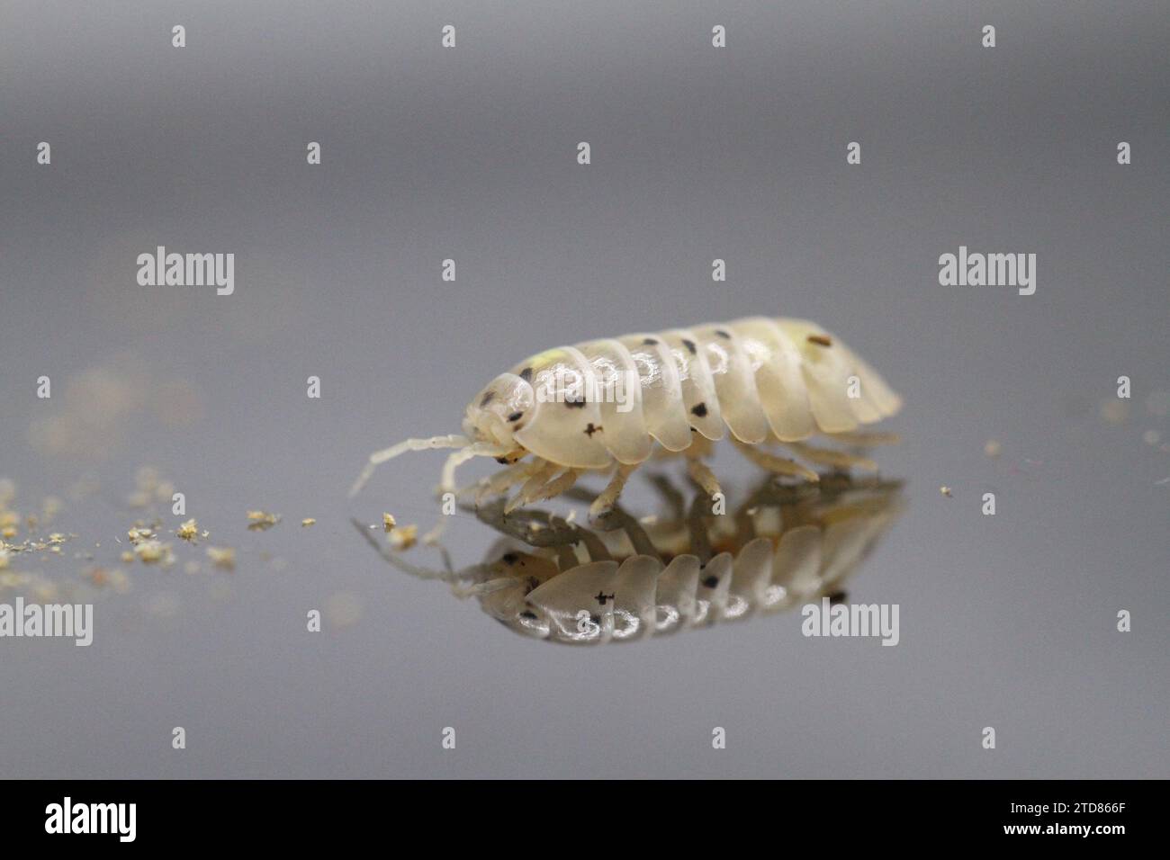 isopods woodlouse pill bugs armadillidium vulgare magic potion Stock ...