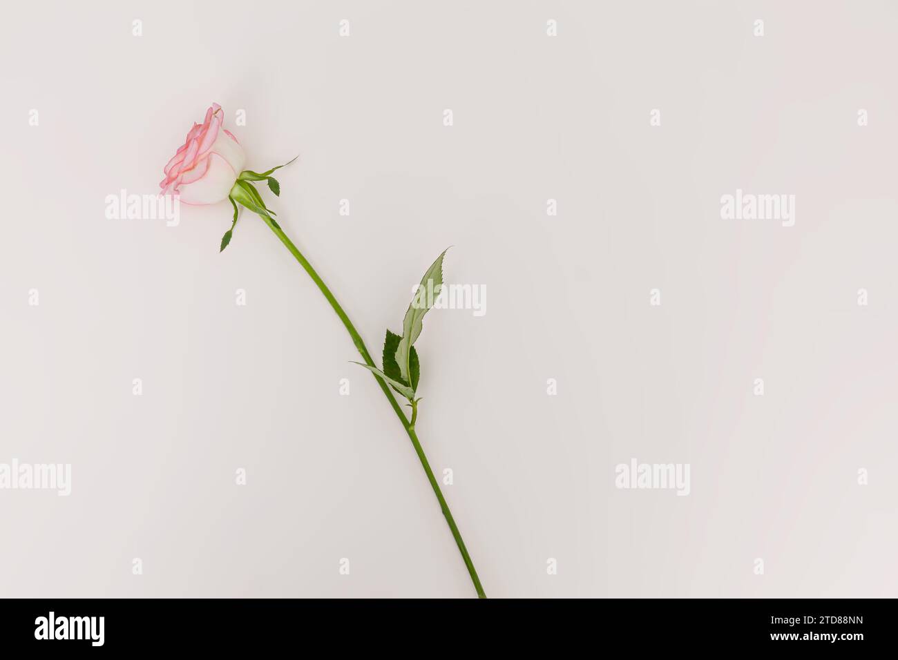 Pink panther rose hi-res stock photography and images - Alamy