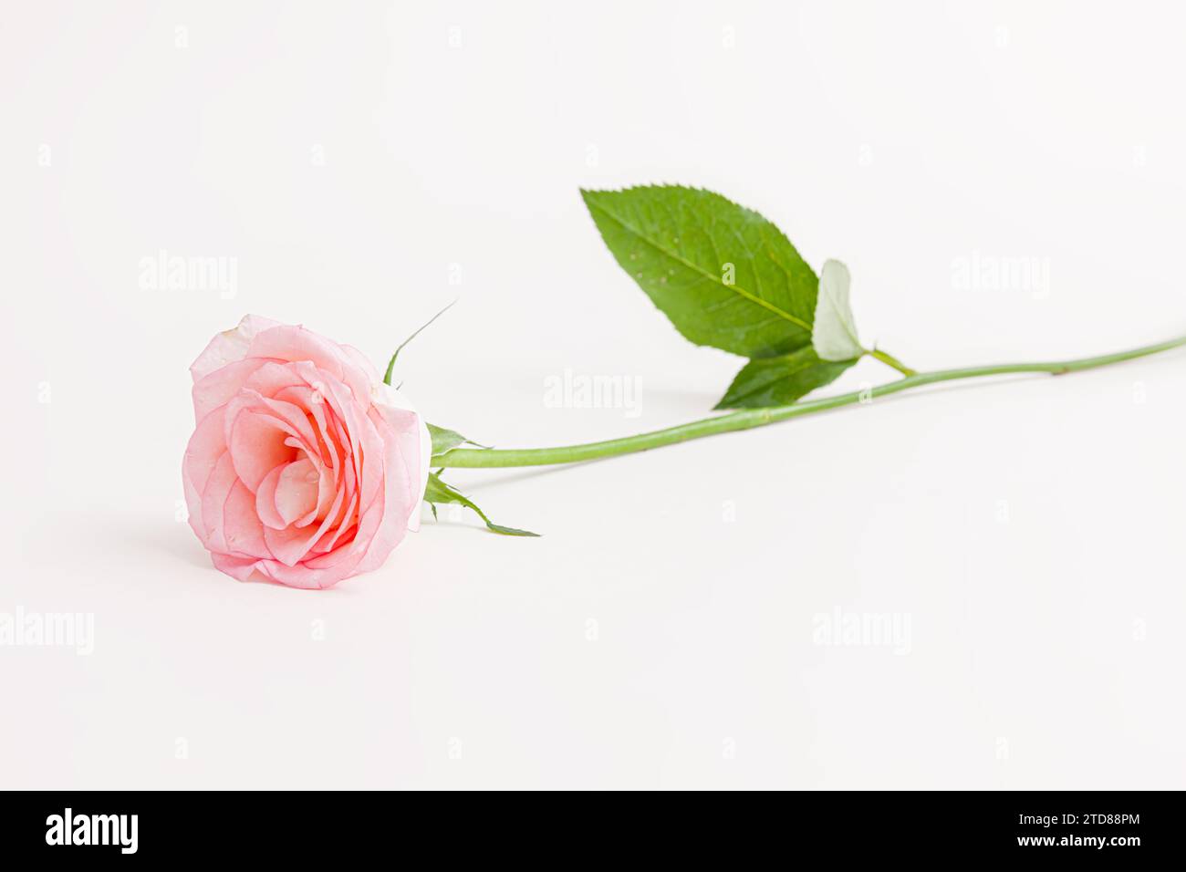 Blooming rose flowers Pink Panther isolated on white background Stock ...