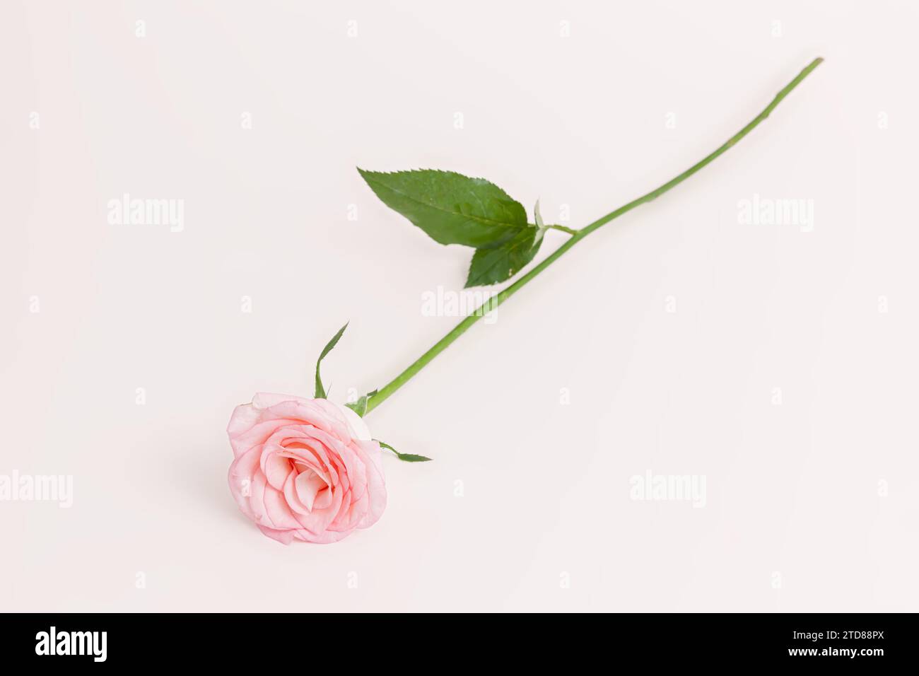 Blooming rose flowers Pink Panther isolated on white background Stock ...