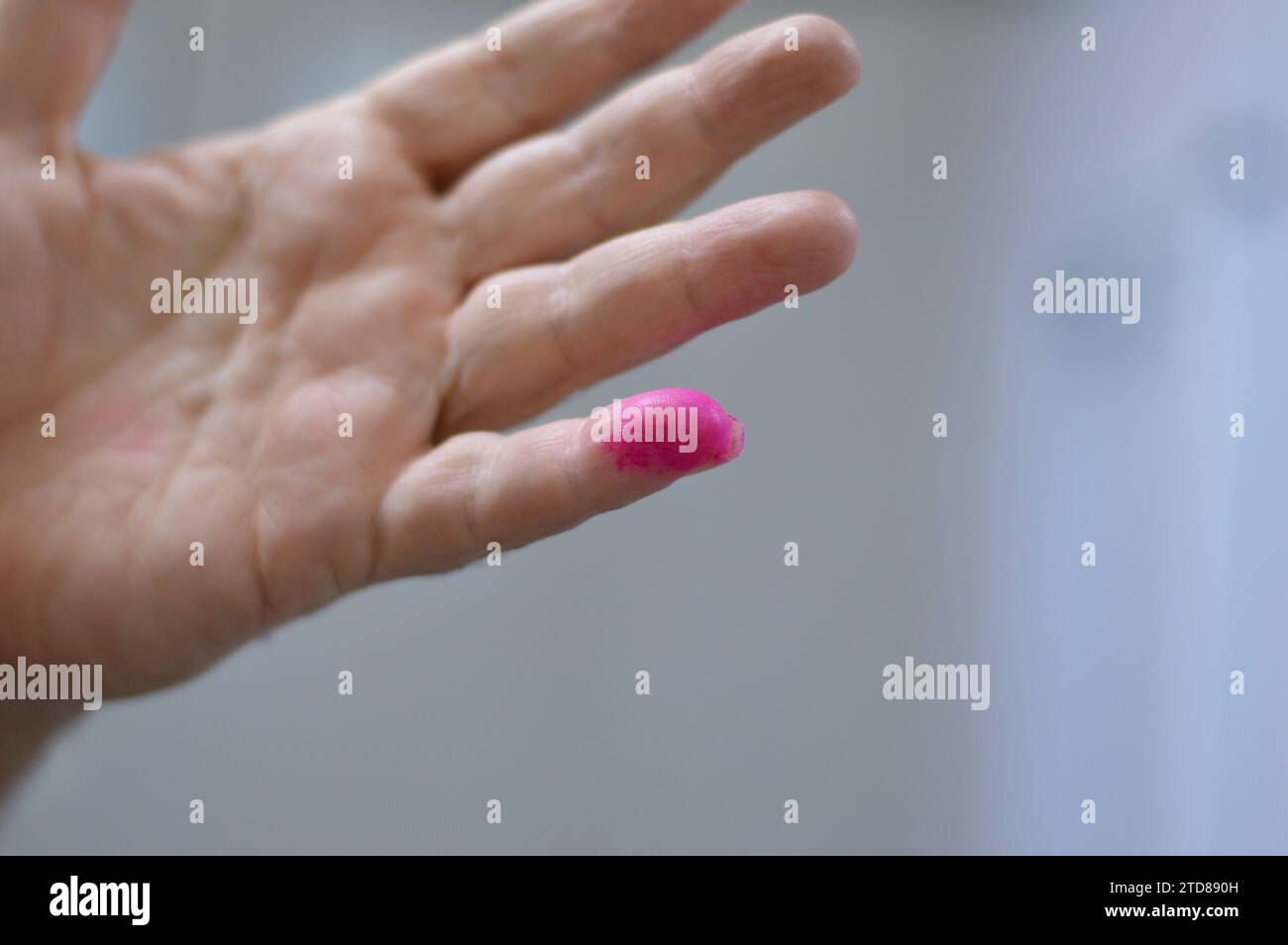 Cairo, Egypt, December 12 2023: A voter hand stained with election ink ...