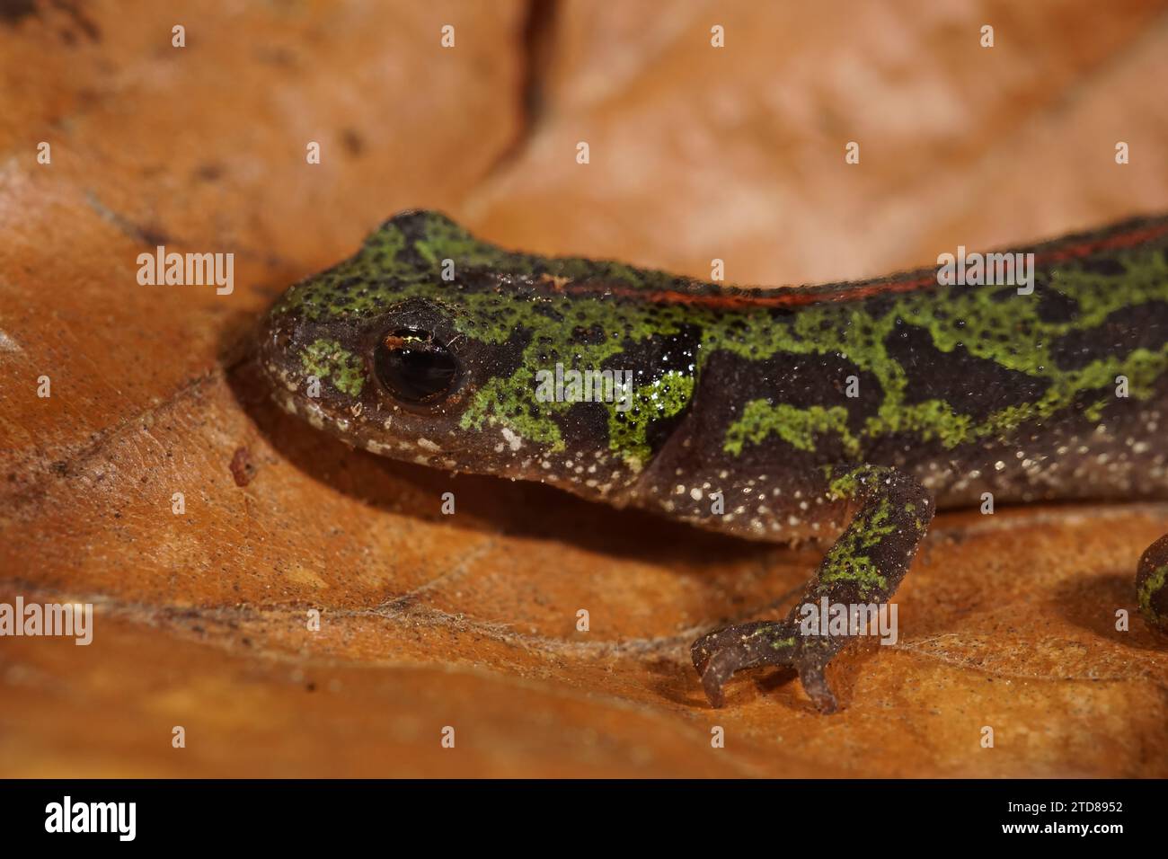 Closeup on a juvenile of the Europan endangered Portugese marbled ...