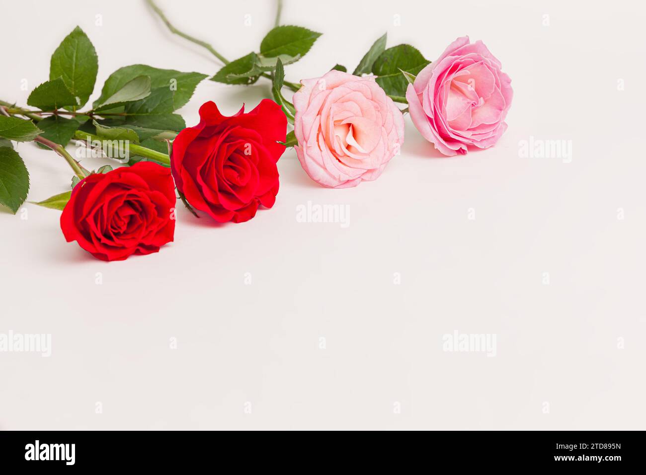 Blooming pink red rose flower isolated on white background Stock Photo ...
