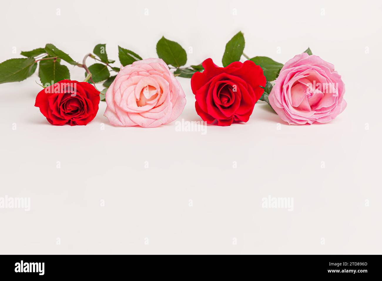 Blooming pink red rose flower isolated on white background Stock Photo ...