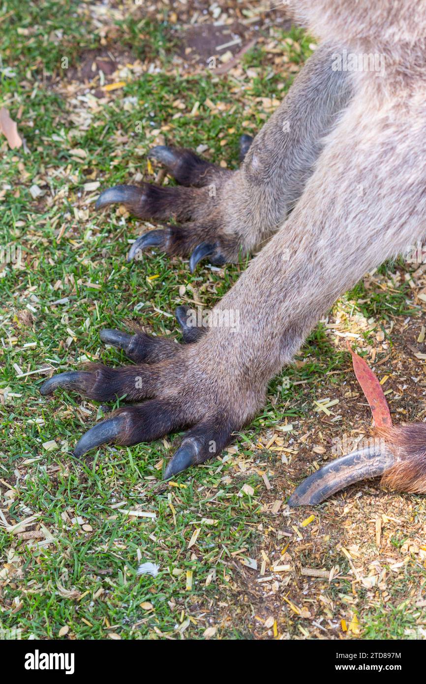 Hind toe hi-res stock photography and images - Alamy