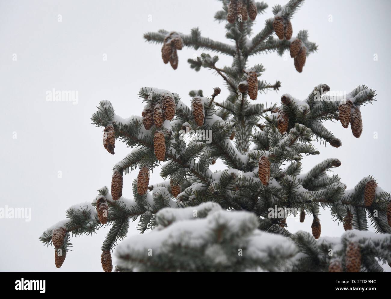 Non Exclusive: KYIV, UKRAINE - DECEMBER 14, 2023 - Snow covers a spruce ...