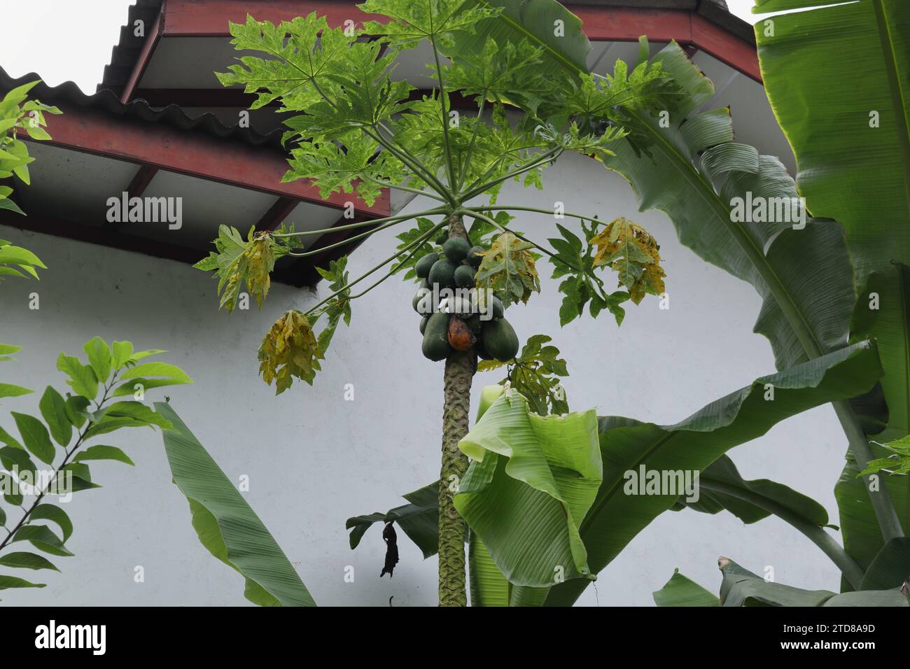 Papaya pests hi-res stock photography and images - Alamy