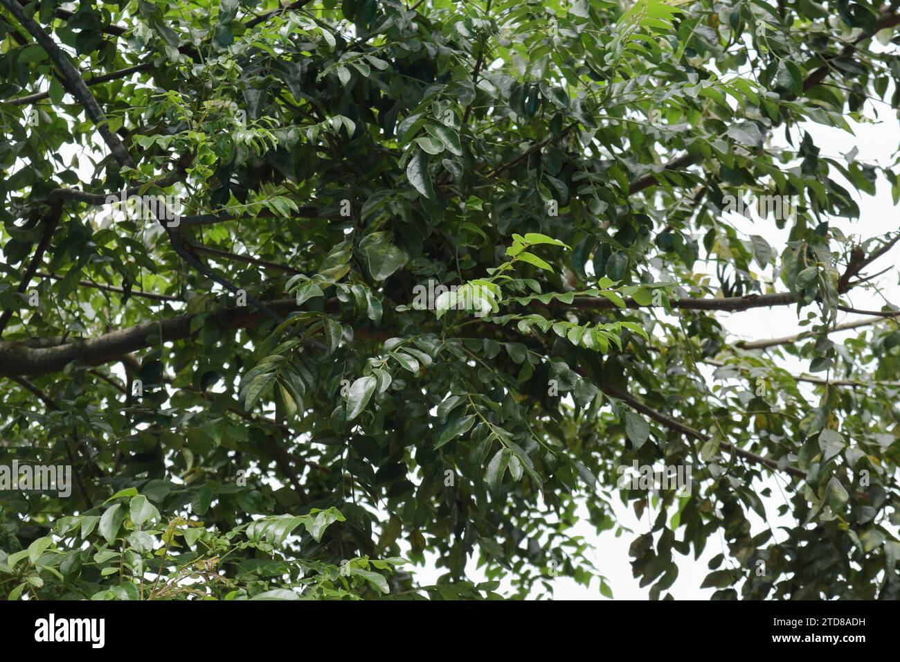 A Curry tree twig with fresh leaves is growing in the garden. This food ...