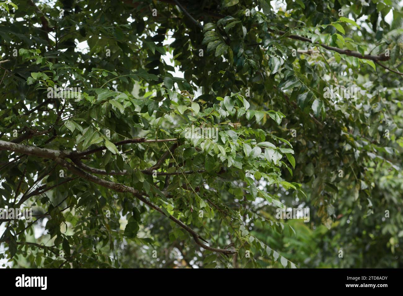 Large curry tree hi-res stock photography and images - Alamy