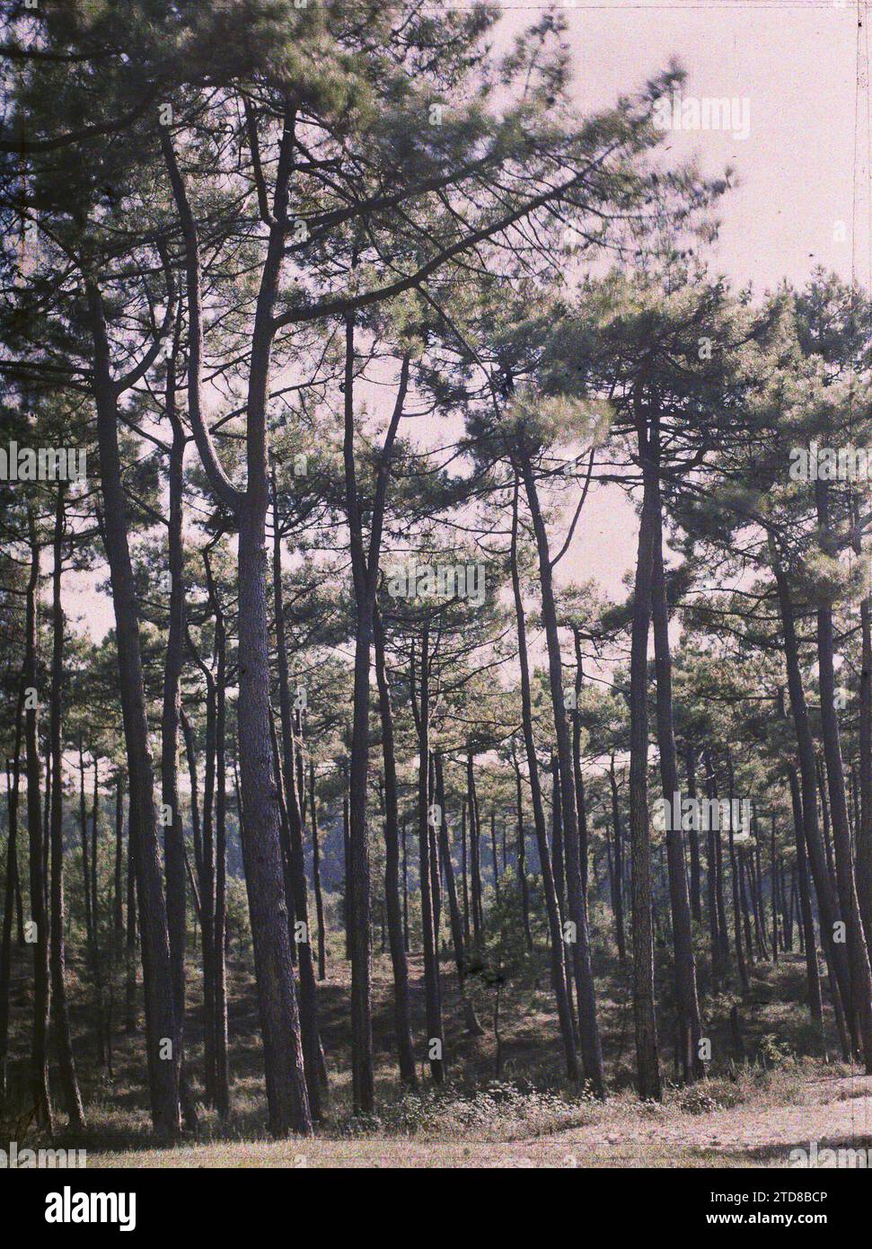 Arcachon, France Pine forest, Nature, Environment, Landscape, Pine ...