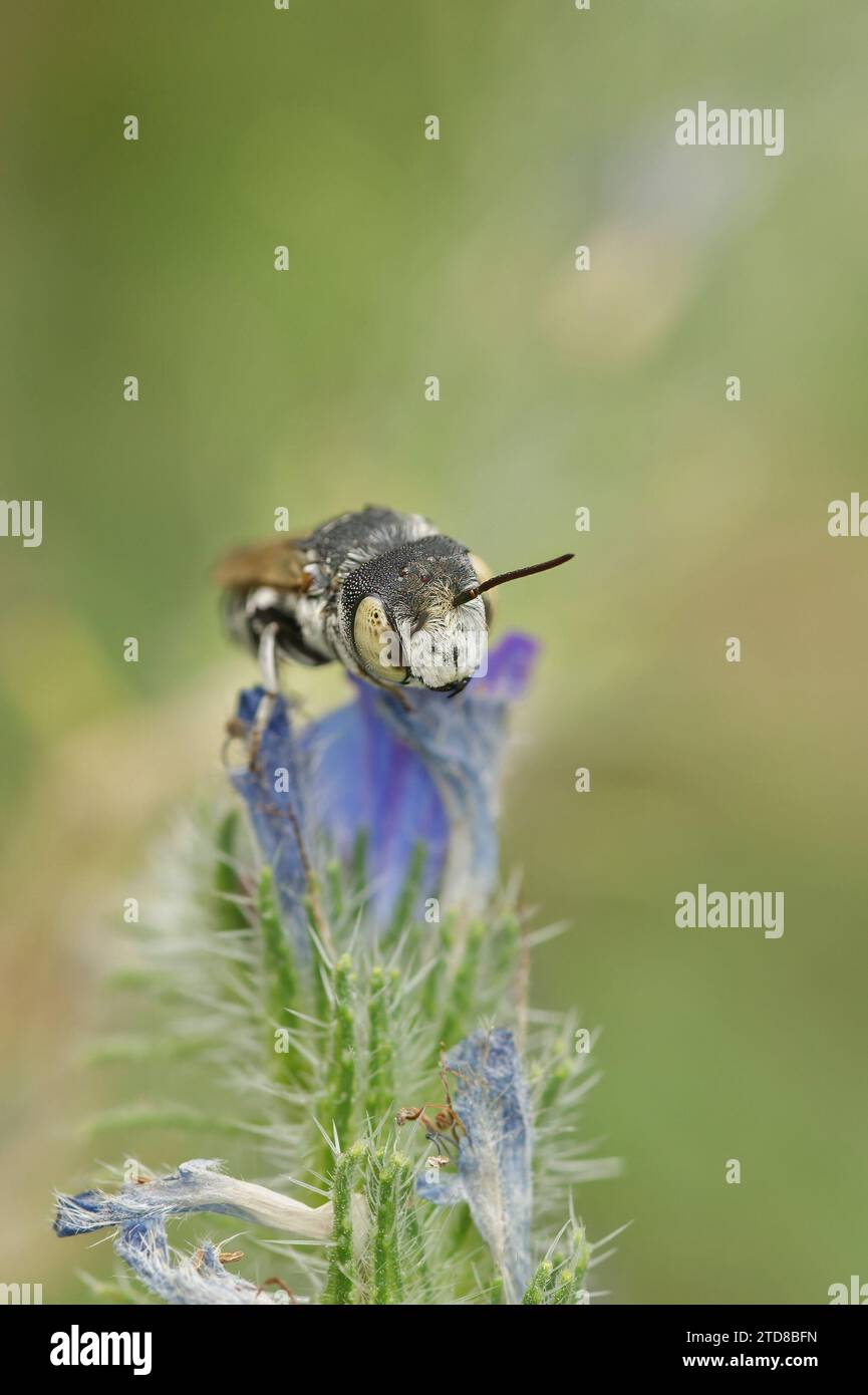 Vertical closeup on a male of a cleptoparasite sharp tailed cuckoo bee ...