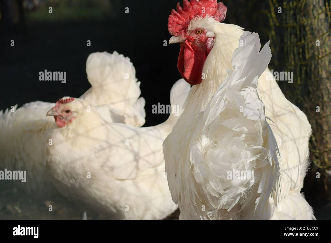 Bresse chicken rooster with some Hens Stock Photo - Alamy