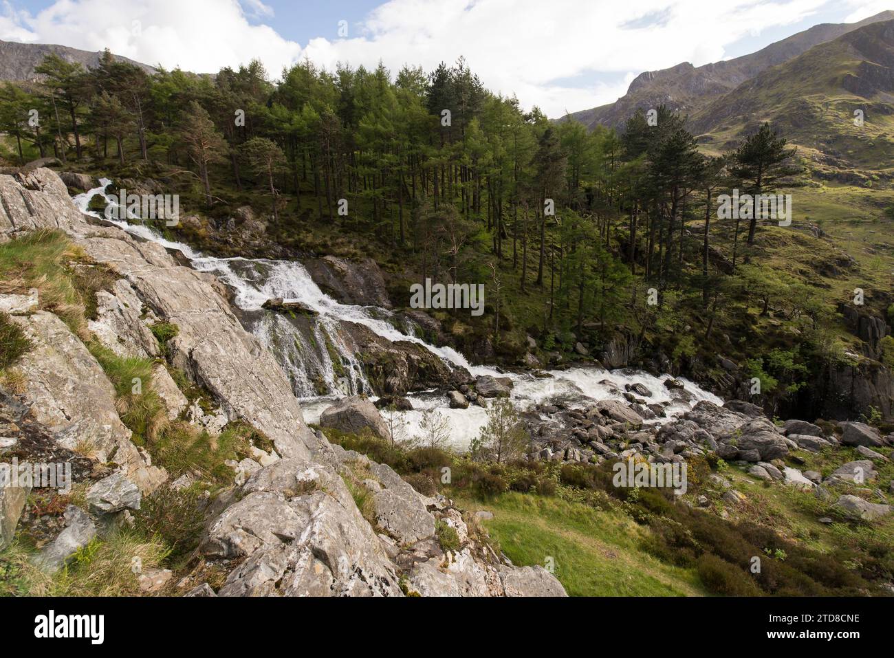 Snowdonia pine hi-res stock photography and images - Alamy