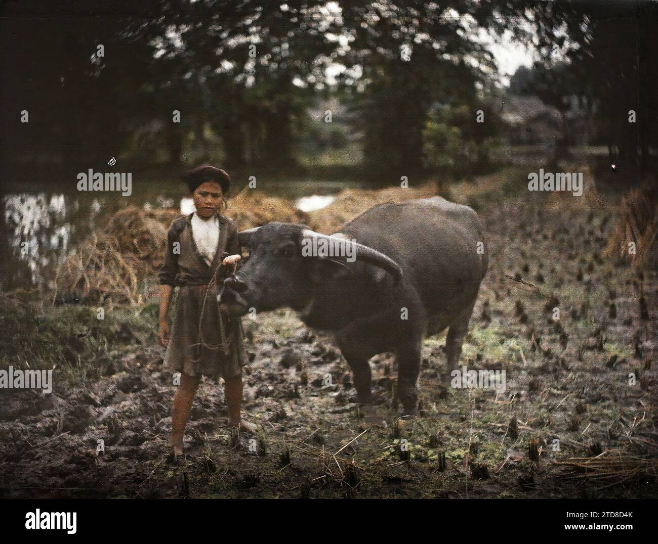 Tonkin, Indochina A buffalo and its keeper in a rice field, Transport ...