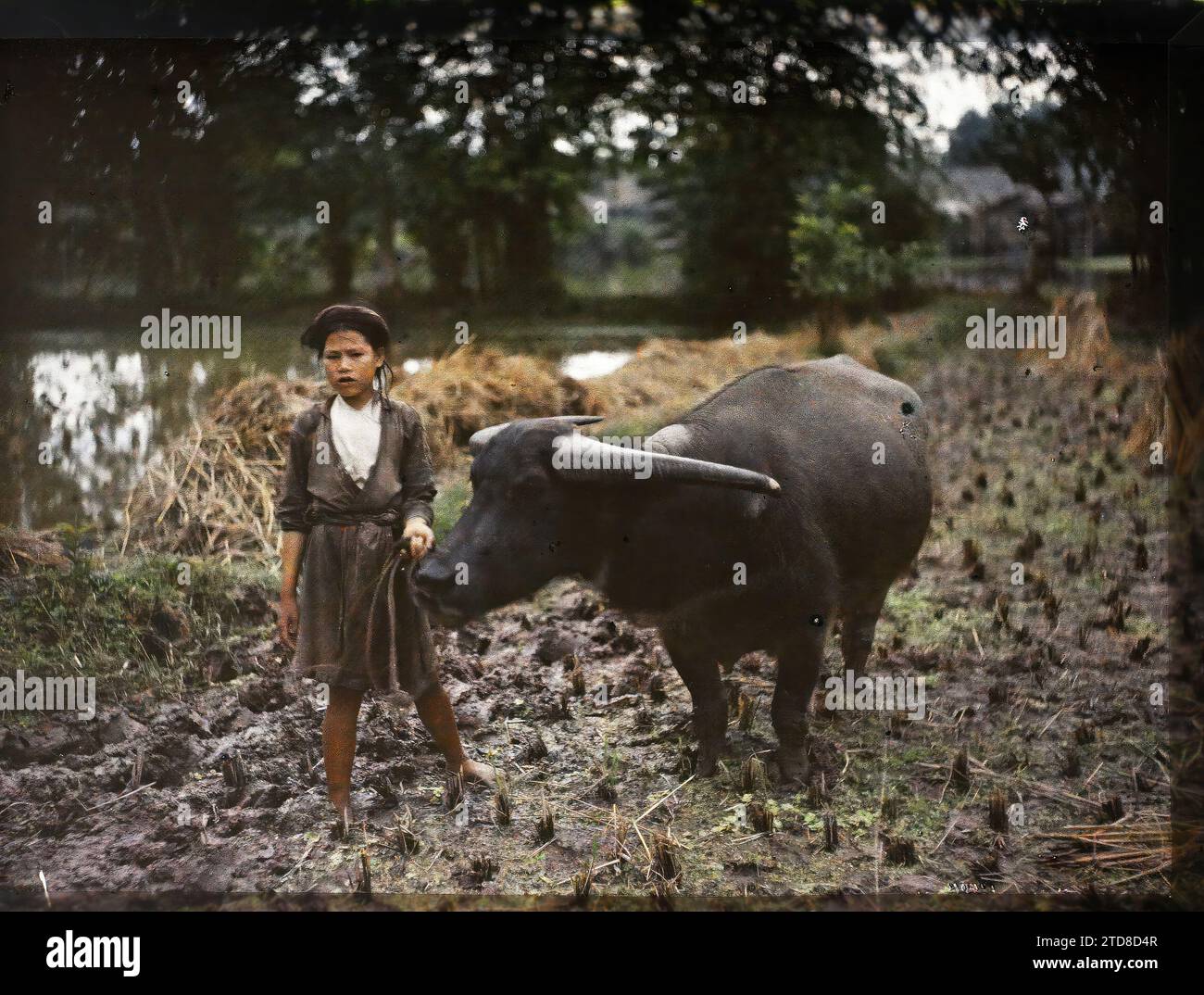 Tonkin, Indochina A buffalo and its keeper in a rice field, Transport ...