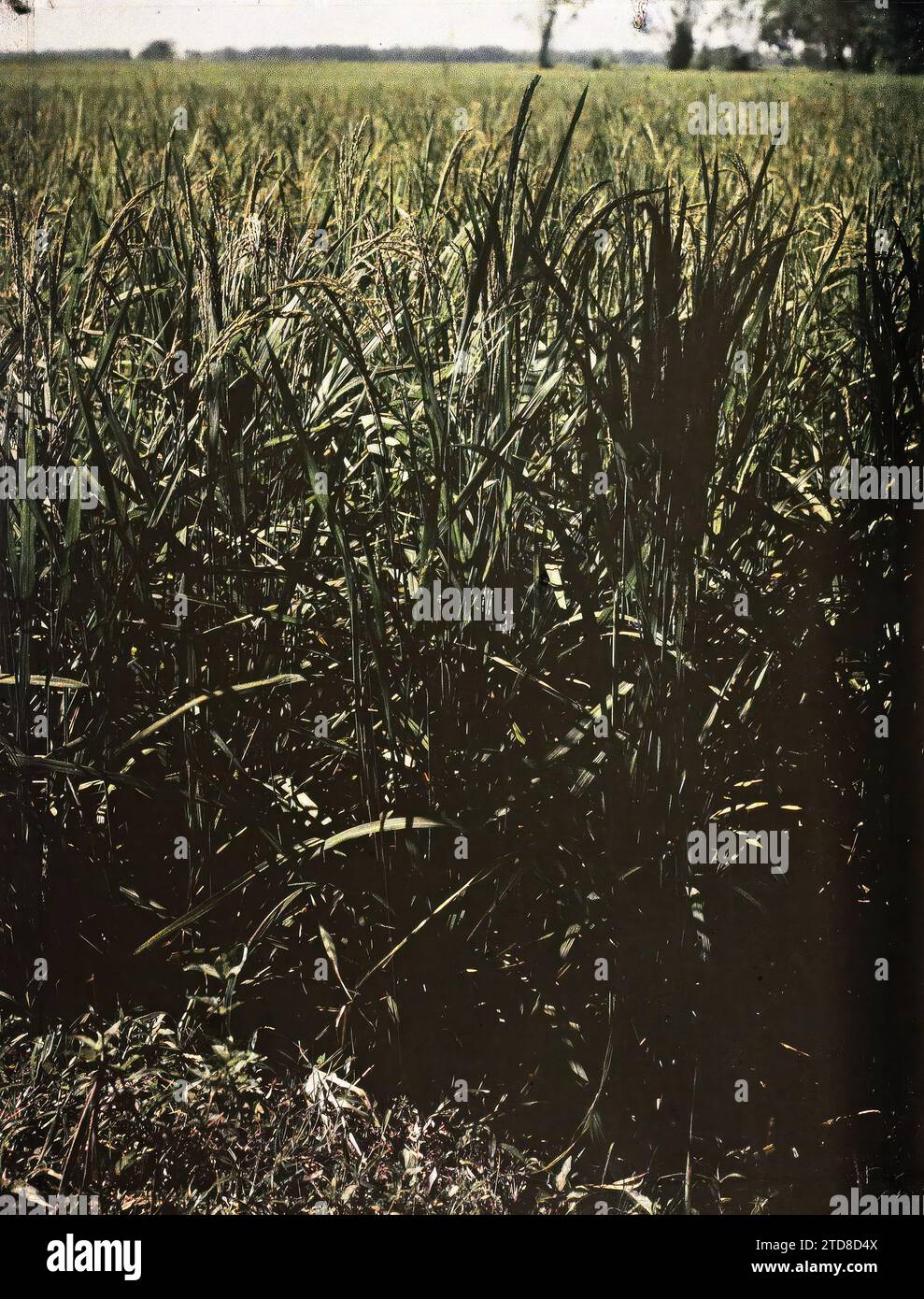 Tonkin, Indochina Standing rice, shortly before harvest, Economic ...