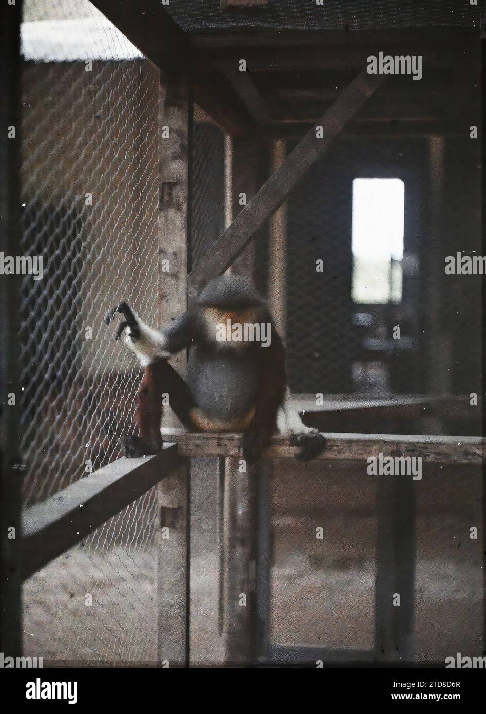 Hà-nôi, Hainoi Vietnam, Tonkin, Indochina A 'red breeches monkey' in ...