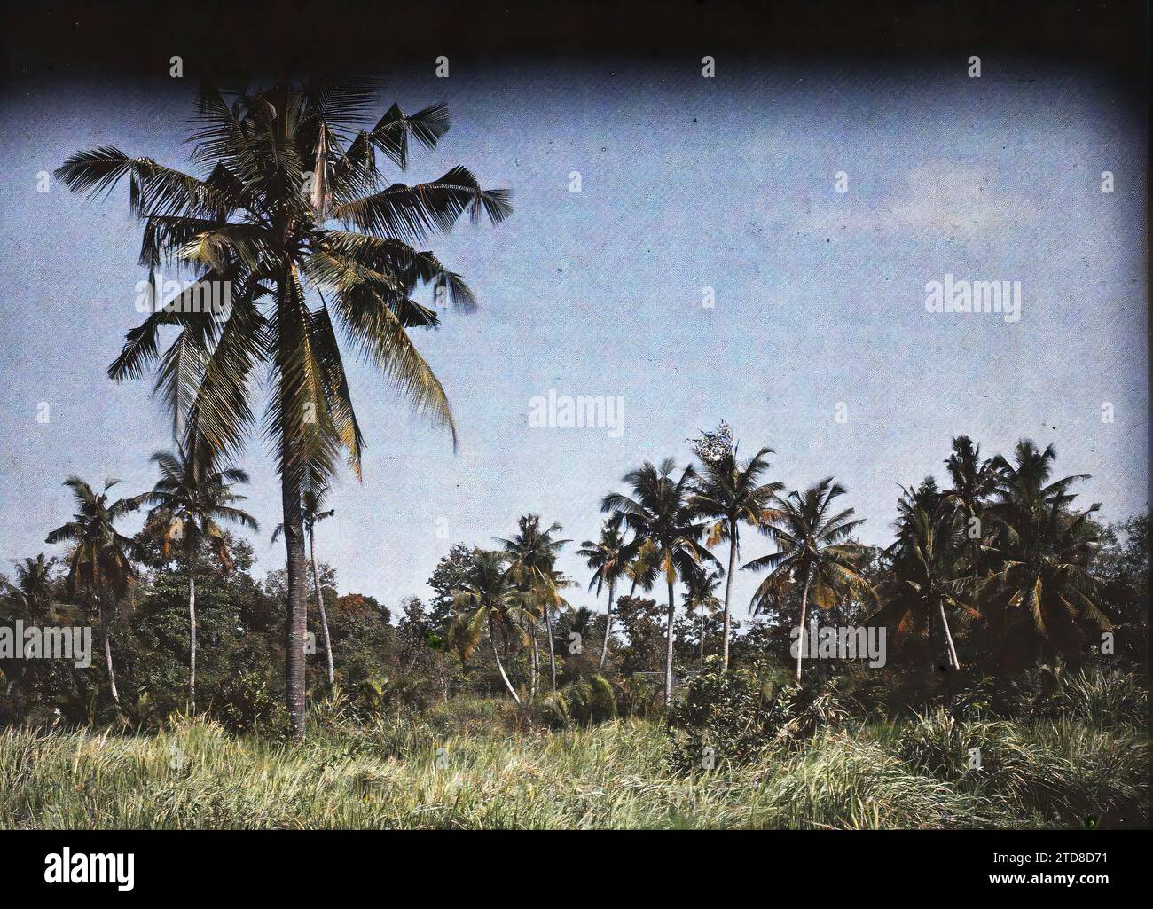 Saigon, Cochinchina, Indochina Coconut trees, Nature, Environment ...