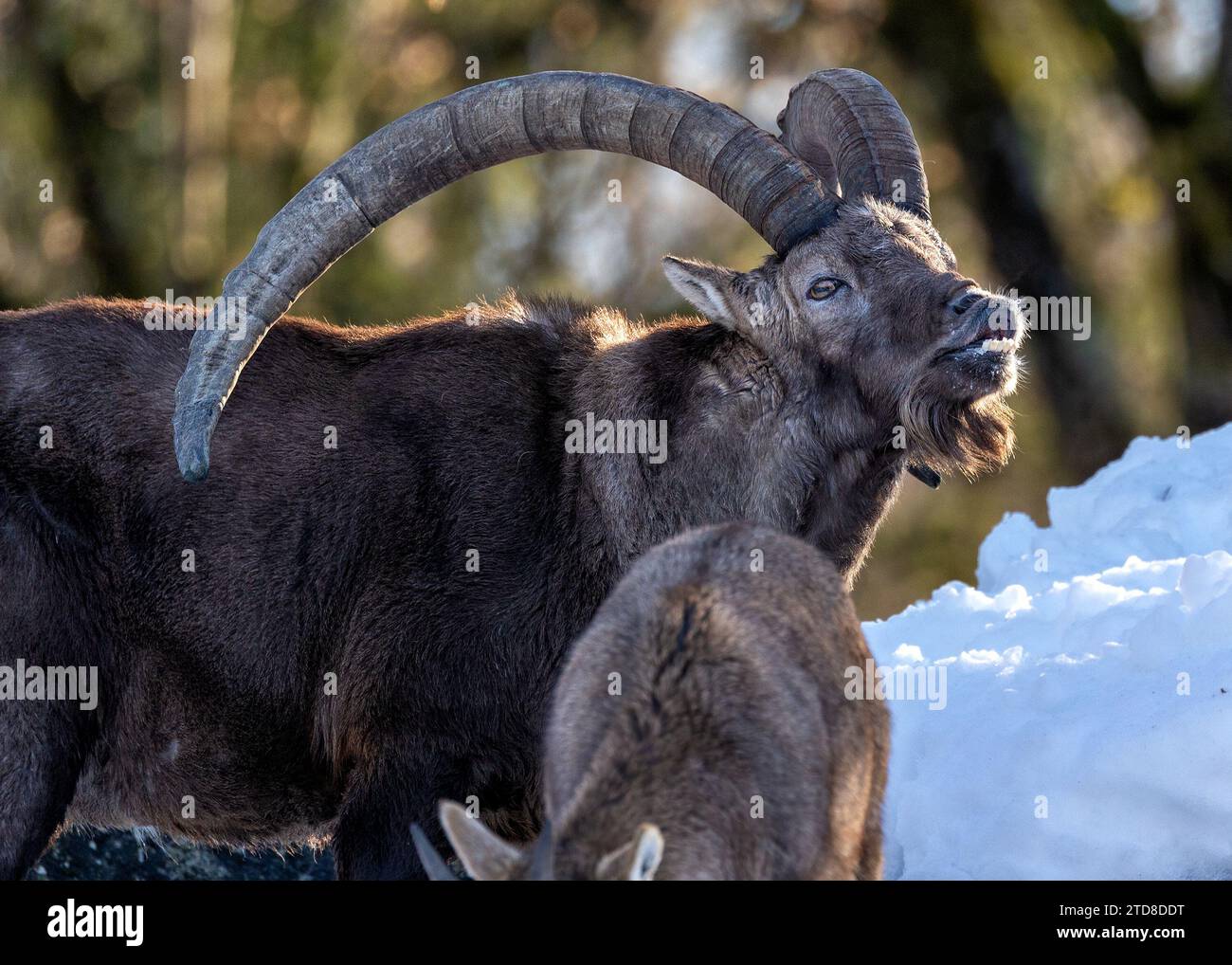 The magnificent Alpine Ibex (Capra ibex), an iconic sight in rugged ...