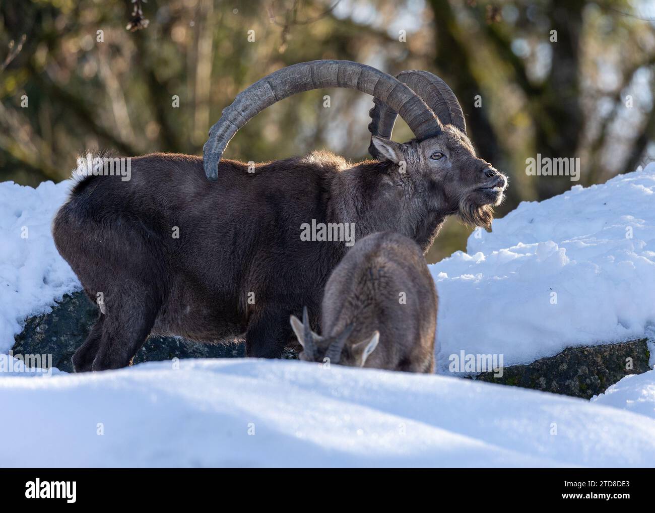 The magnificent Alpine Ibex (Capra ibex), an iconic sight in rugged ...