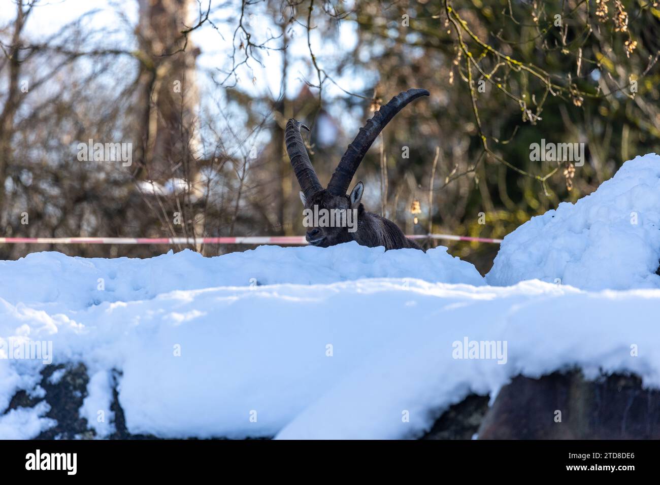 The magnificent Alpine Ibex (Capra ibex), an iconic sight in rugged ...