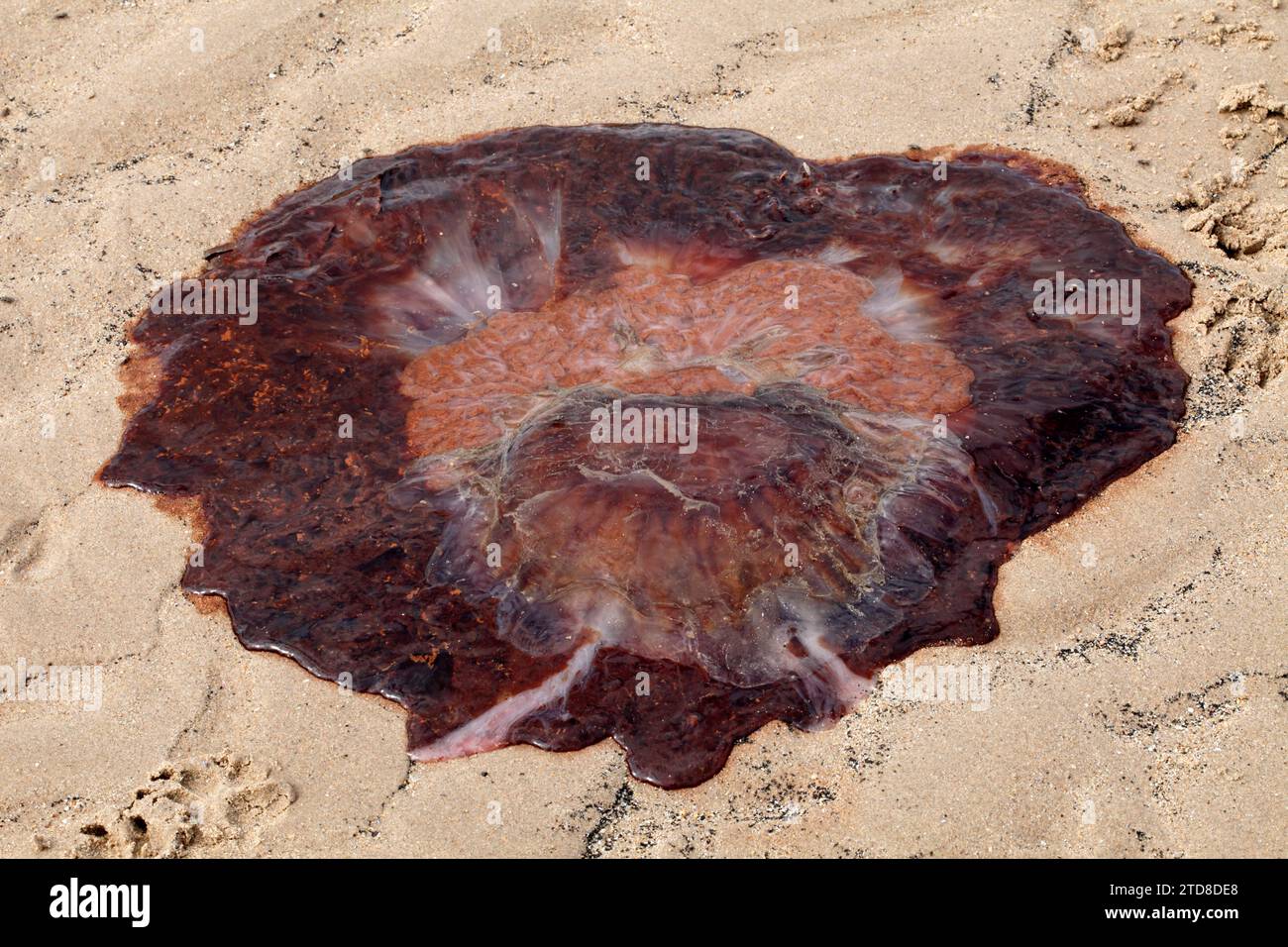 Lion's mane jellyfish, (Cyanea capillata). Giant jellyfish, arctic red ...