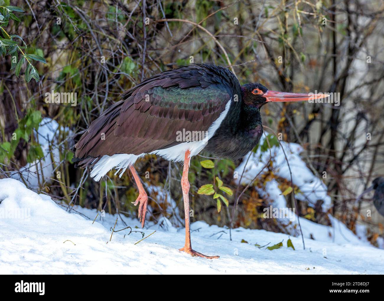 Migratory bird routes hi-res stock photography and images - Alamy