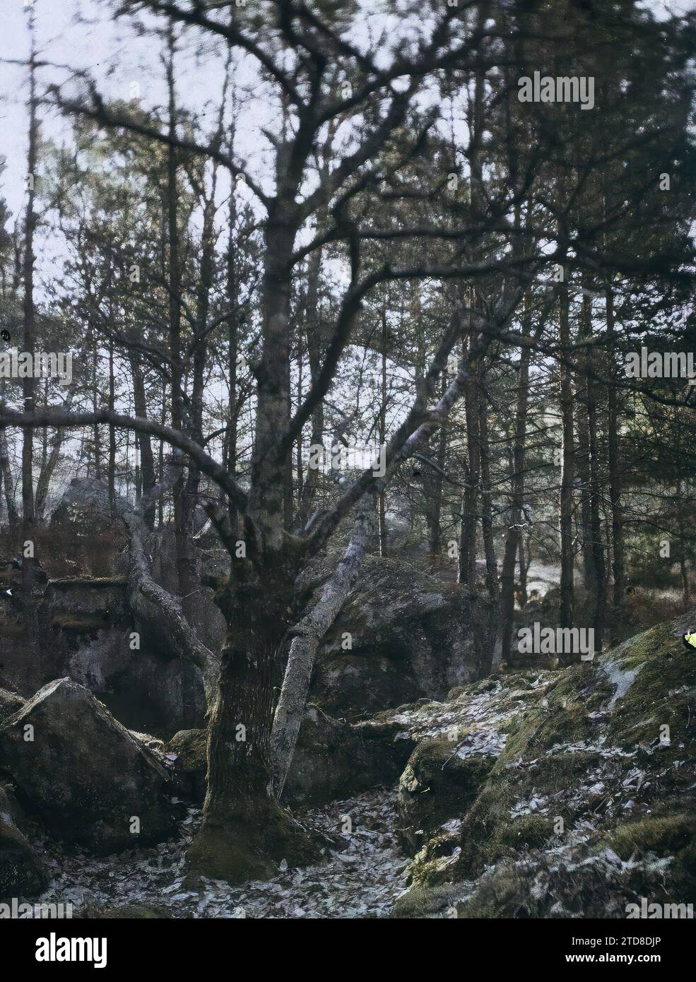 Fontainebleau, France, Nature, Environment, Sciences, Techniques ...