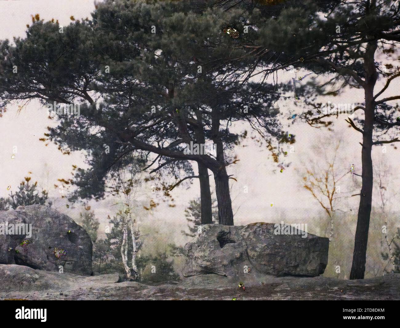 Fontainebleau, France, Nature, Environment, Sciences, Techniques, Pine ...