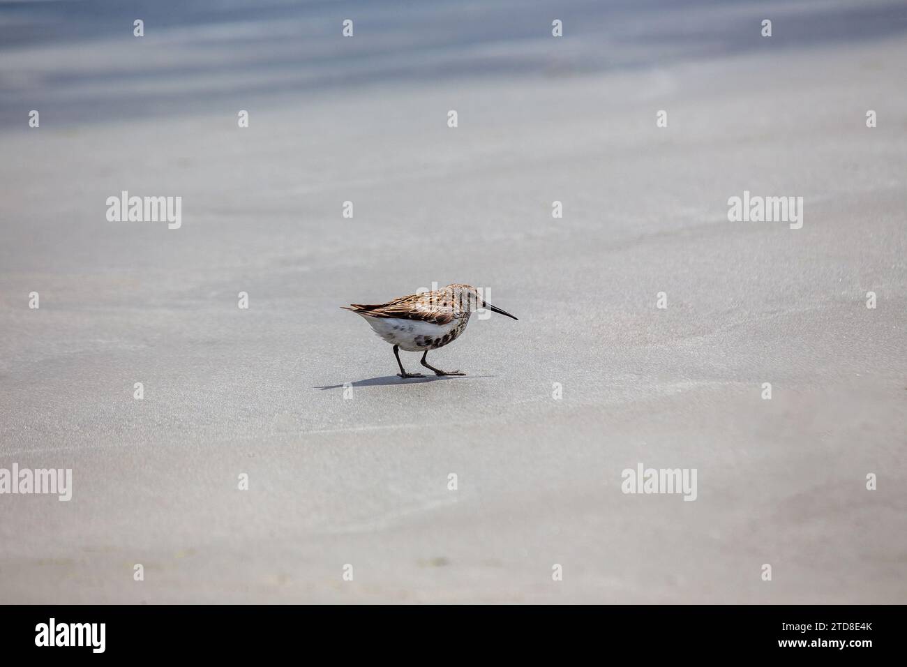 The agile Dunlin (Calidris alpina), a shorebird frequenting coastal ...