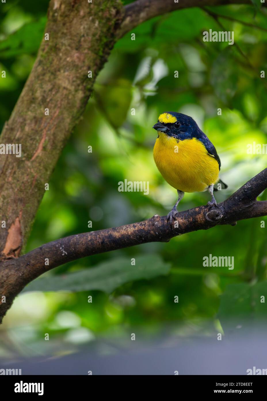 The enchanting Yellow-throated Euphonia (Euphonia hirundinacea), a ...