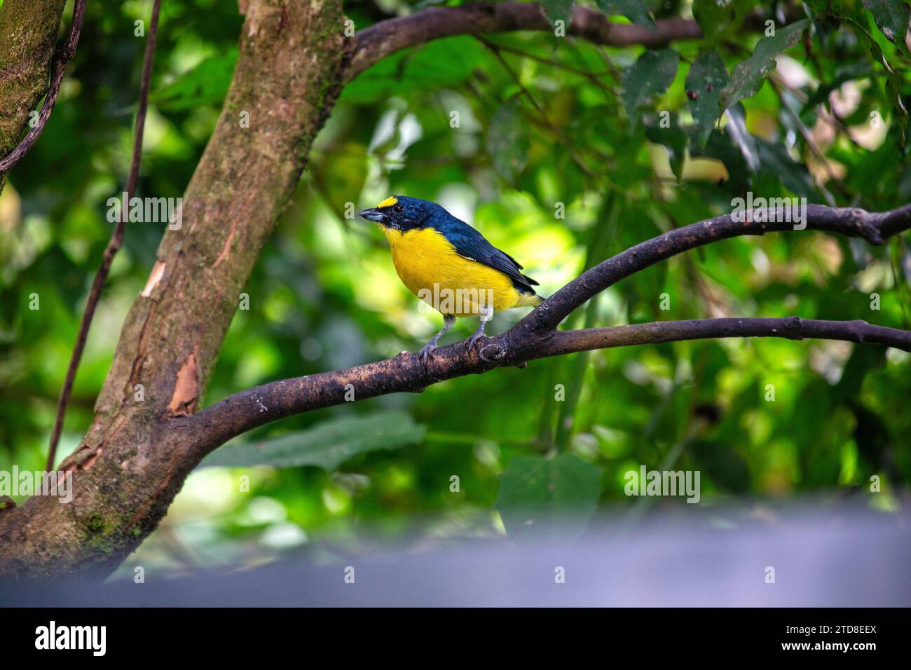 The enchanting Yellow-throated Euphonia (Euphonia hirundinacea), a ...