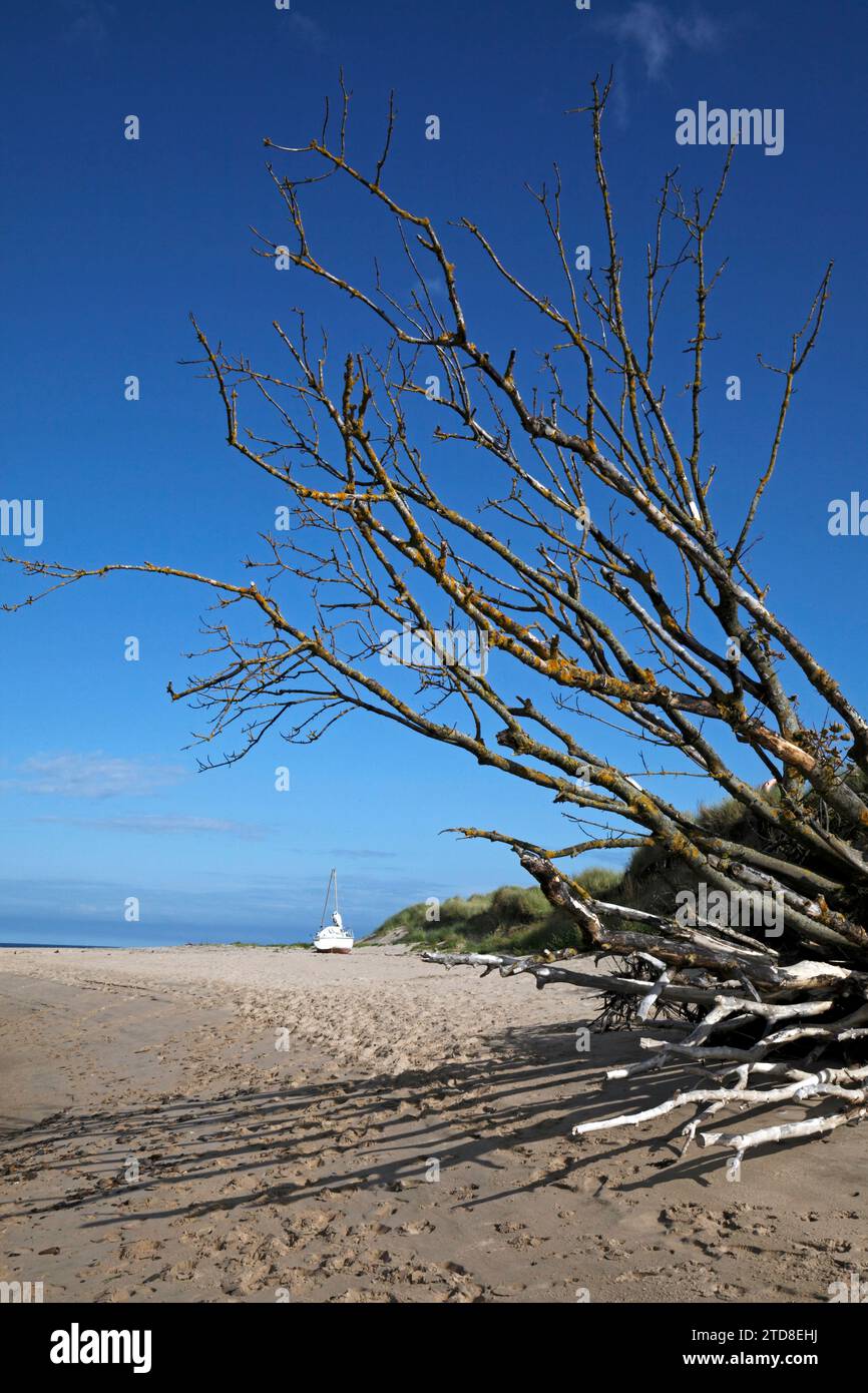 Beach at Alnmouth forming part of Alnmouth Bay Stock Photo - Alamy