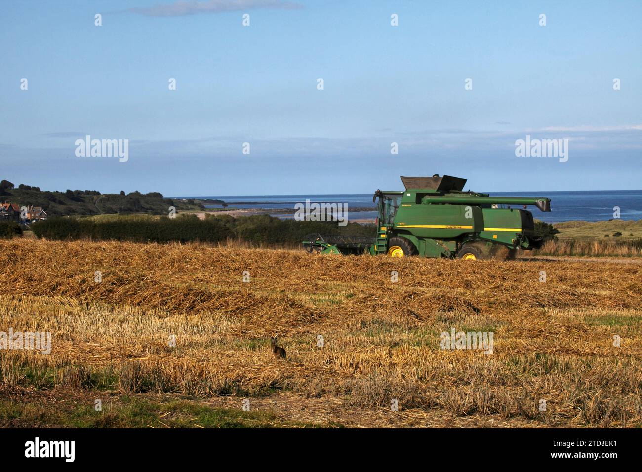 Combine Harvesting seperating grain from chaff Stock Photo - Alamy
