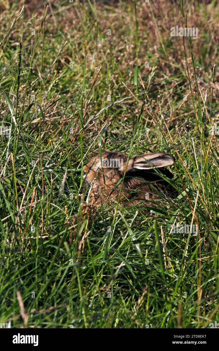 A brown hare (Lepus europaeus) camouflaging iteslf in a freshly cut ...