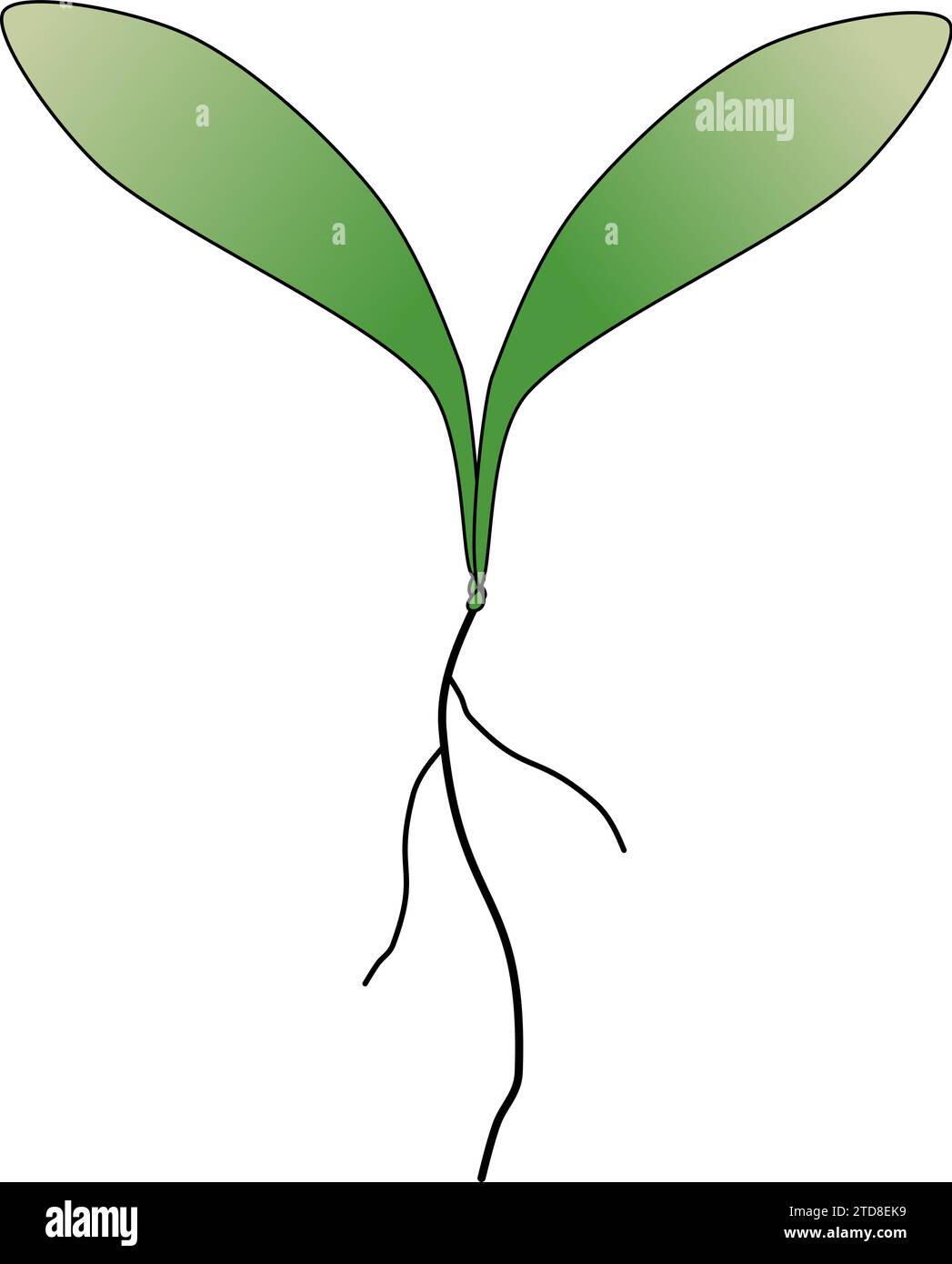 Arabidopsis flower, Stock Vector Images - Alamy