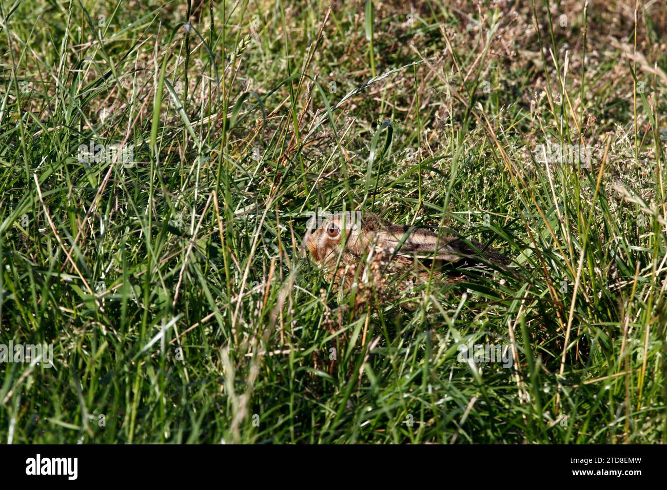 A brown hare (Lepus europaeus) camouflaging iteslf in a freshly cut ...