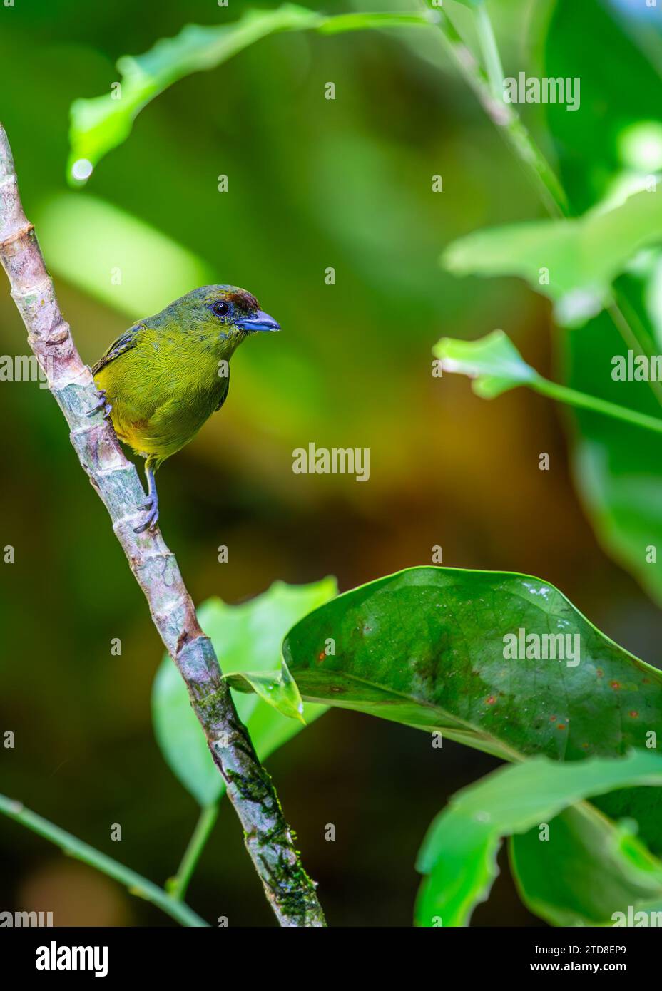 Euphonia watching hi-res stock photography and images - Alamy