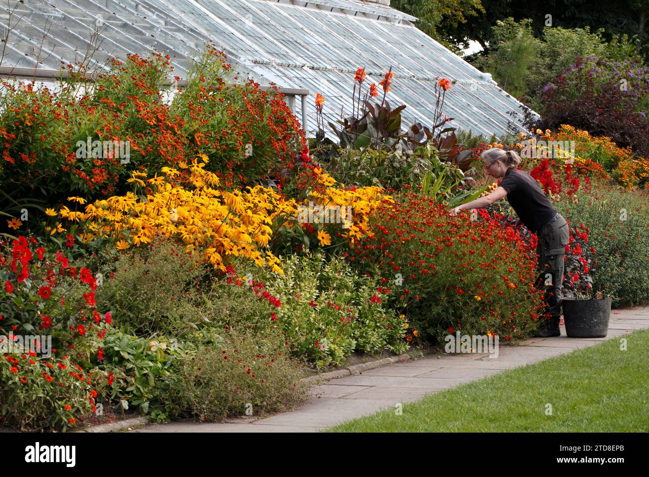 Dead heading plant hi-res stock photography and images - Alamy