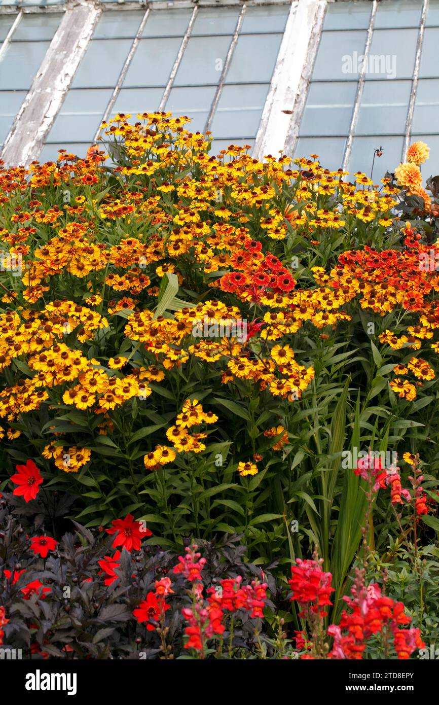 Blooming helenium plant hi-res stock photography and images - Alamy