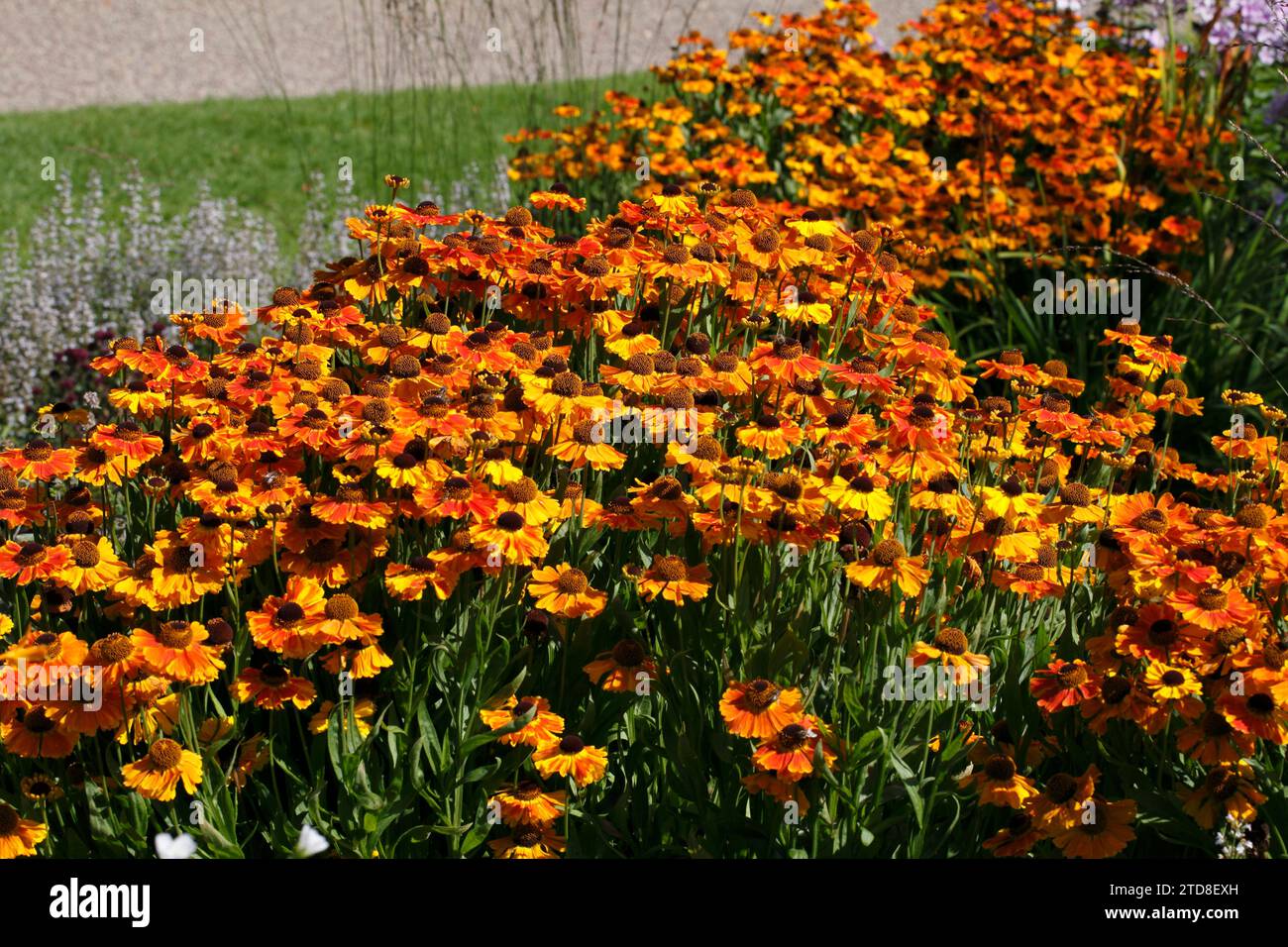 Helenium plants hi-res stock photography and images - Alamy