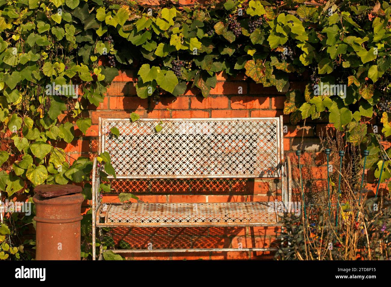 Red grapevine hi-res stock photography and images - Alamy
