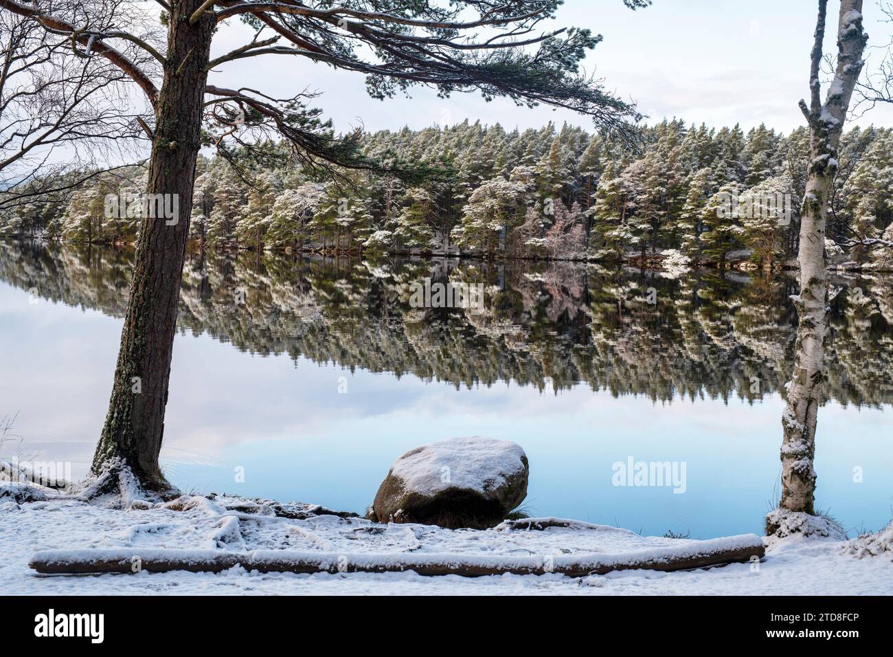 Rock in highlands pine hi-res stock photography and images - Alamy