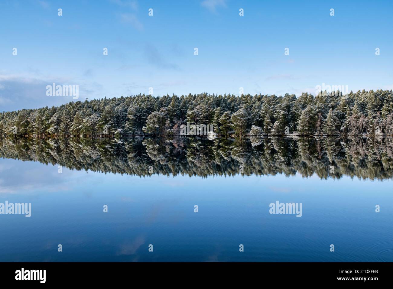 Snowy scots pine trees reflecting in Loch Garten, Highlands, Scotland ...